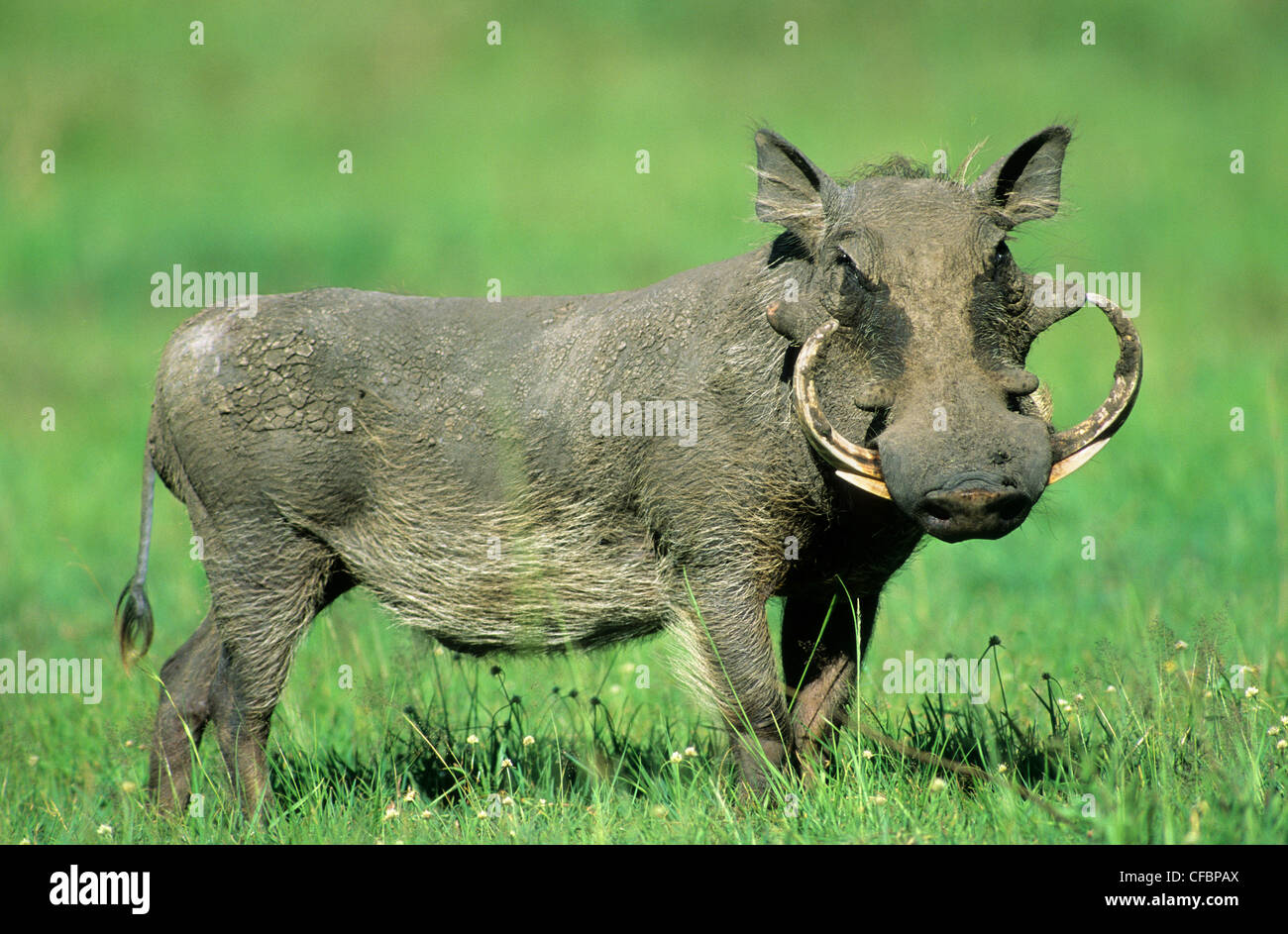 Adult male warthog (Phacochoerus aethiopicus), East Africa Stock Photo ...