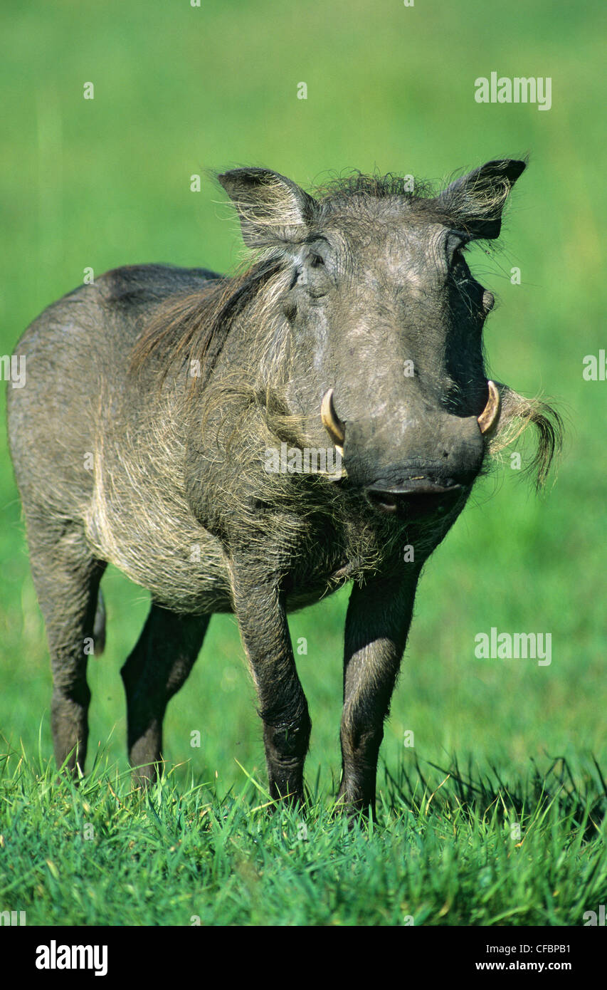 Adult Male Warthog High Resolution Stock Photography and Images - Alamy