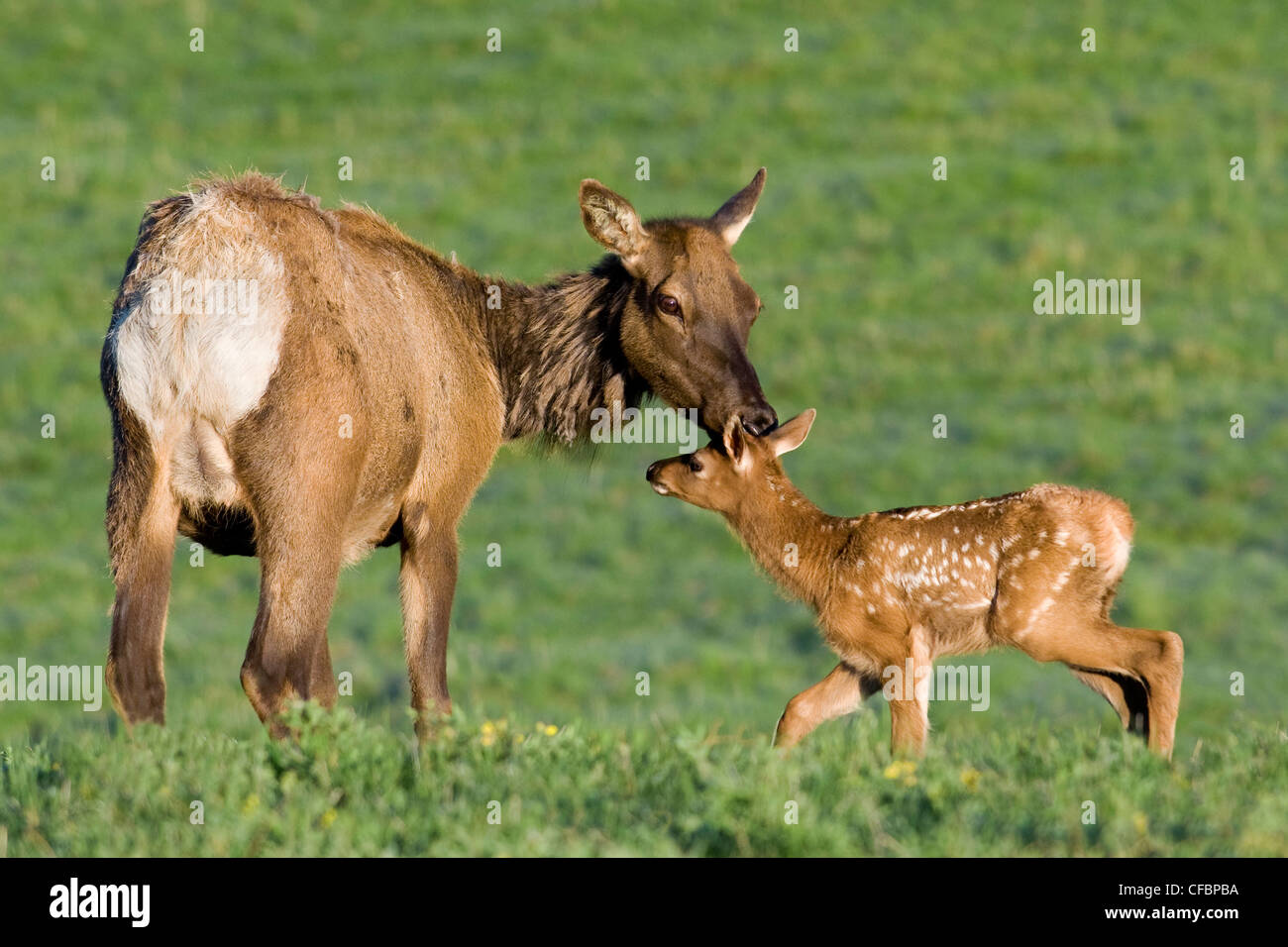 Mother elk (Cervus elaphus) and calf, Jasper National Park, Canadian ...