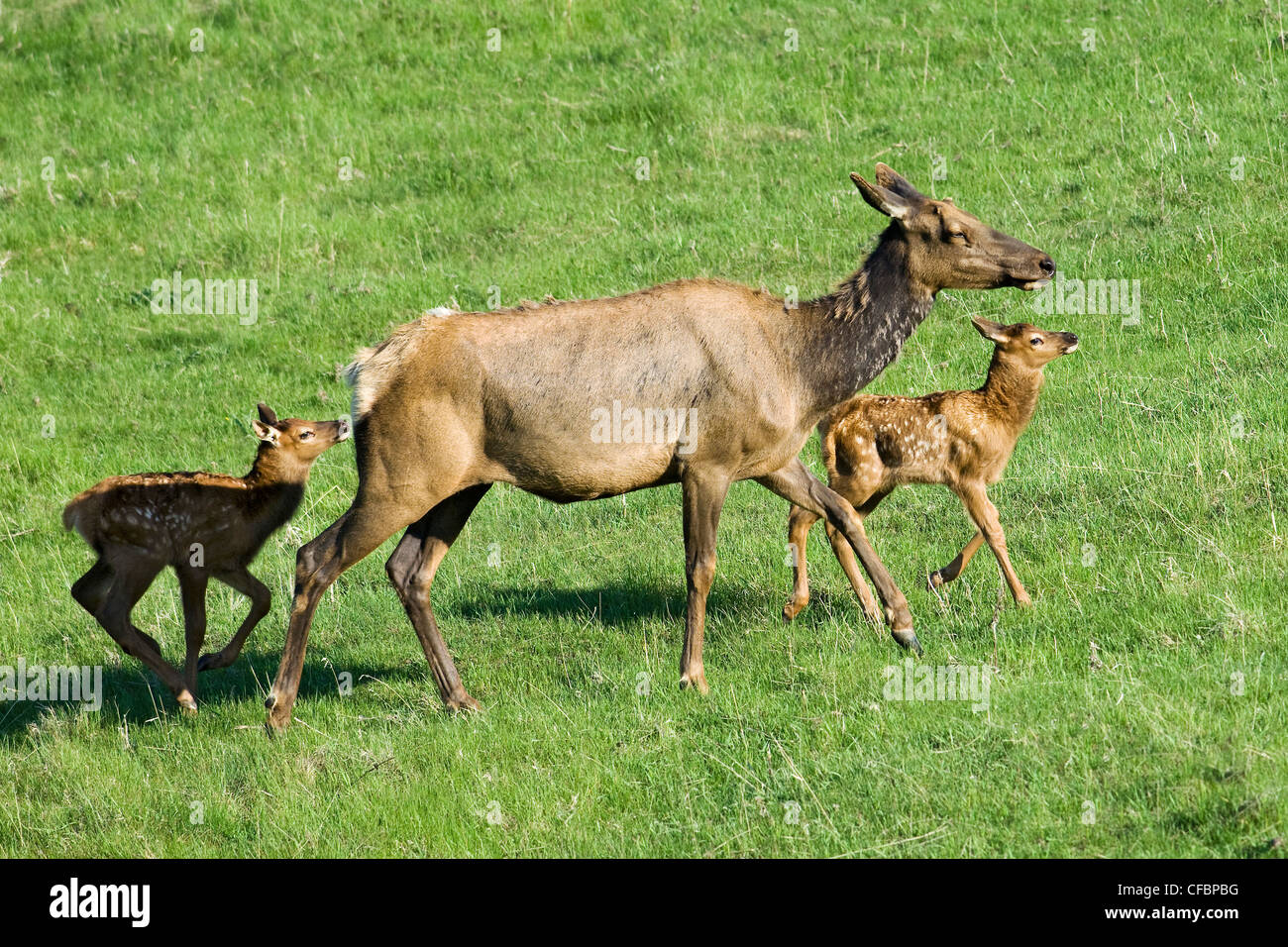 Mother elk (Cervus elaphus) and calf, Jasper National Park, Canadian ...