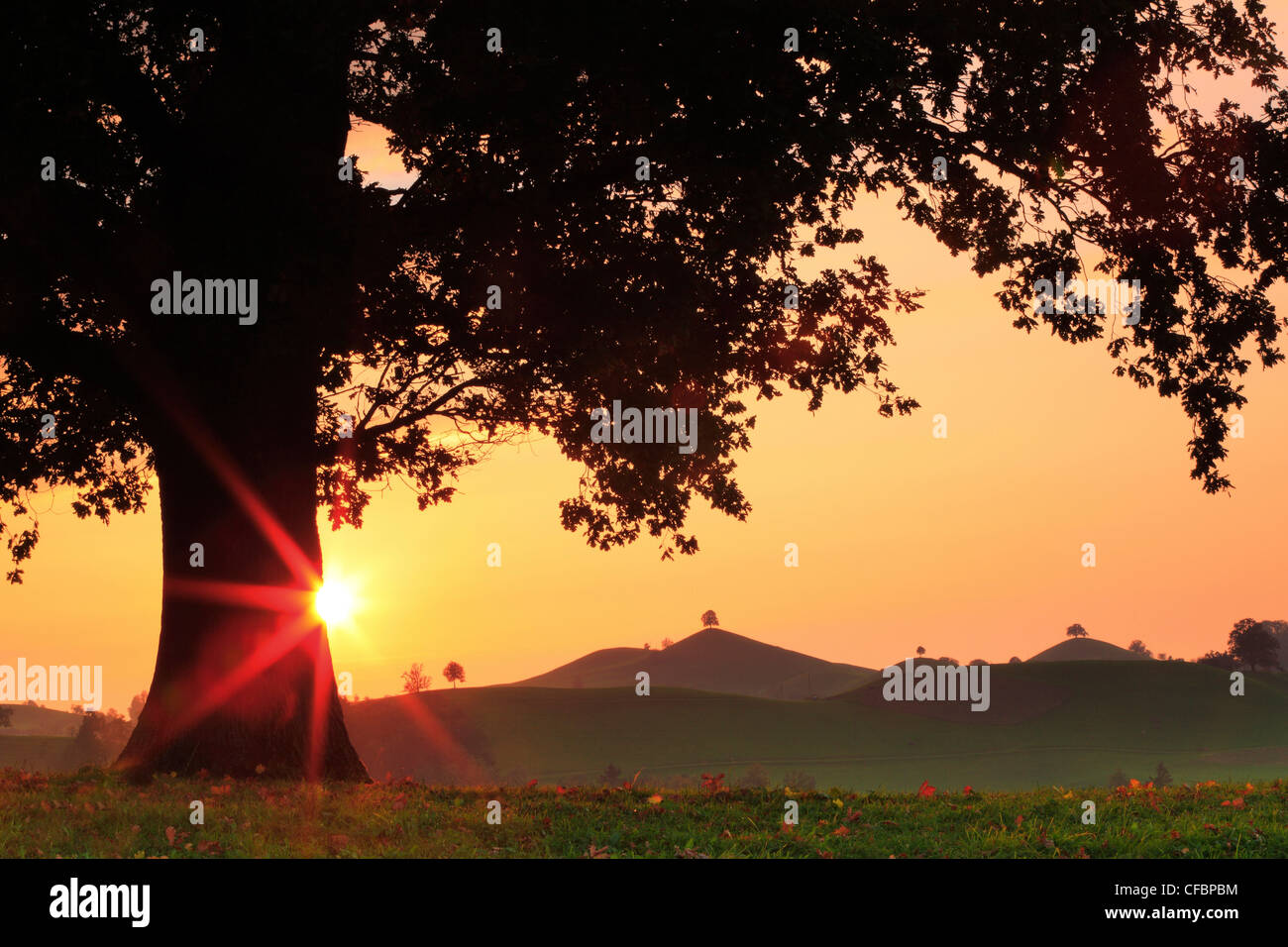 Evening, Hirzel, Hirzelpass, nature, protection, nature conservation ...