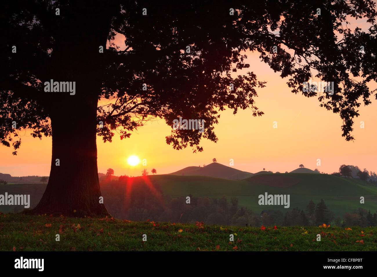 Evening, Hirzel, Hirzelpass, nature, protection, nature conservation ...