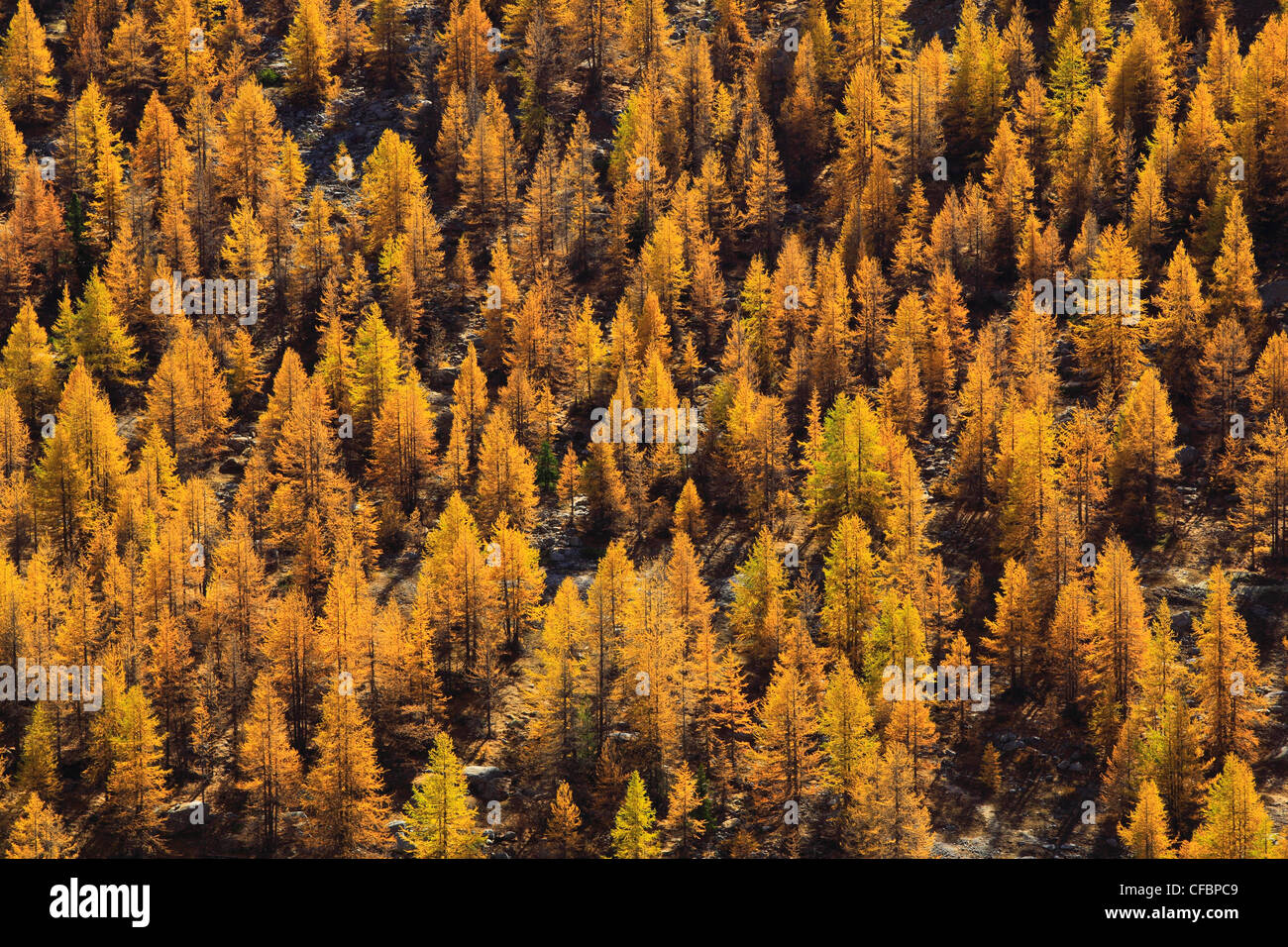 Detail, autumn, colors, autumn, wood, Larix, larch, larches, larch wood ...