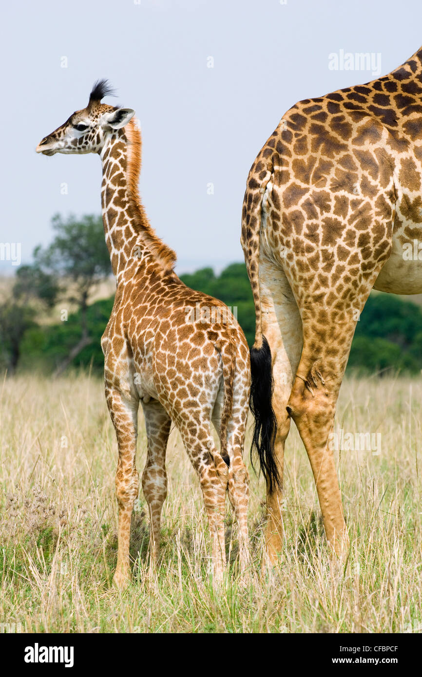 Mammals mother baby hi-res stock photography and images - Alamy