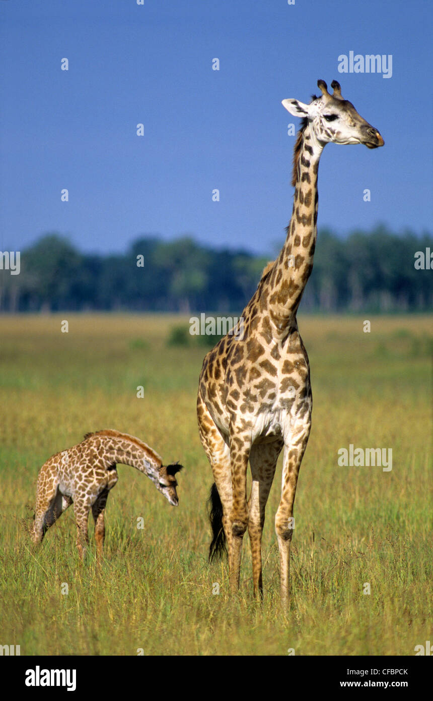Giraffe mother baby vertical hi-res stock photography and images - Alamy