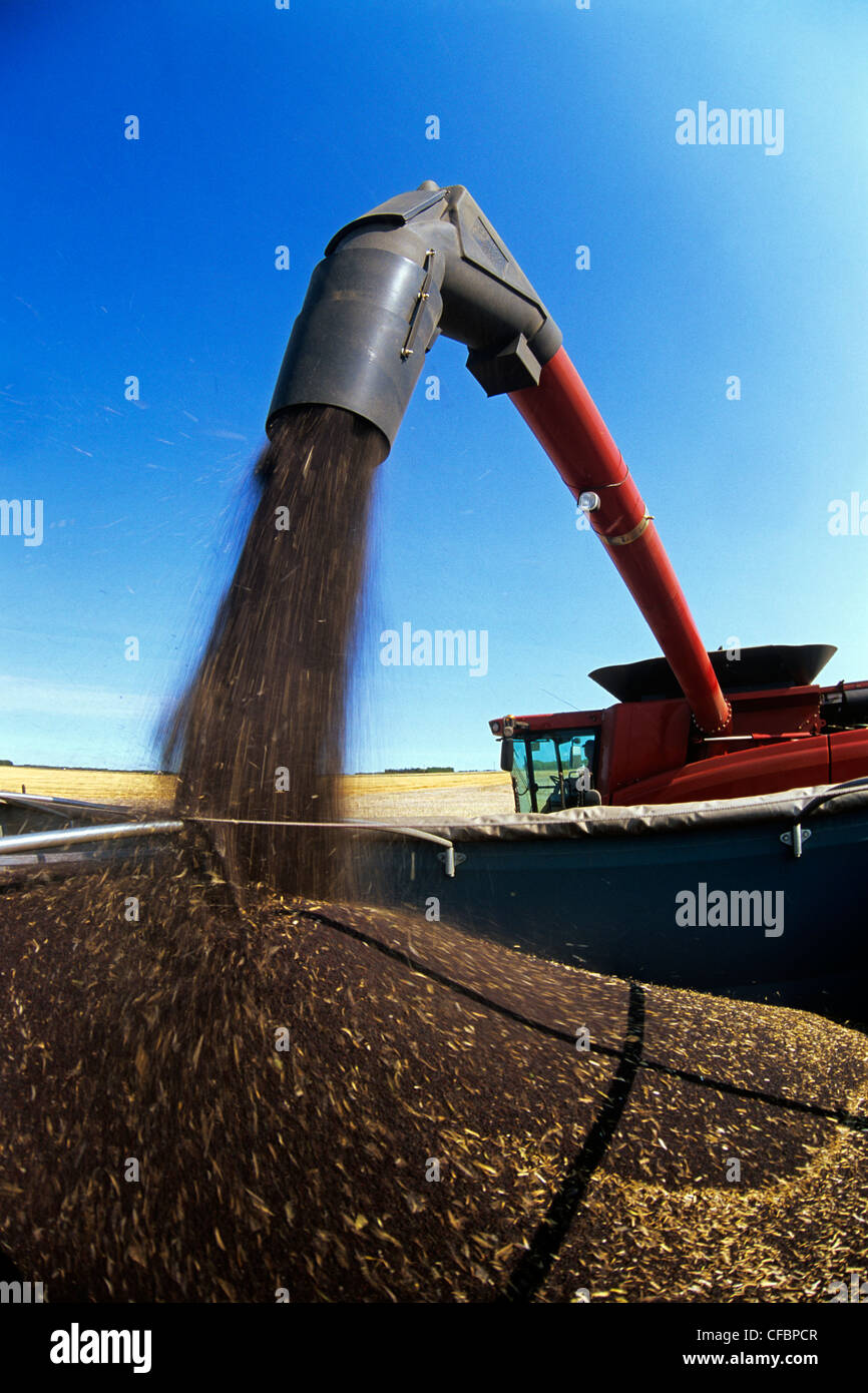 Combine harvesters manitoba hi-res stock photography and images - Alamy