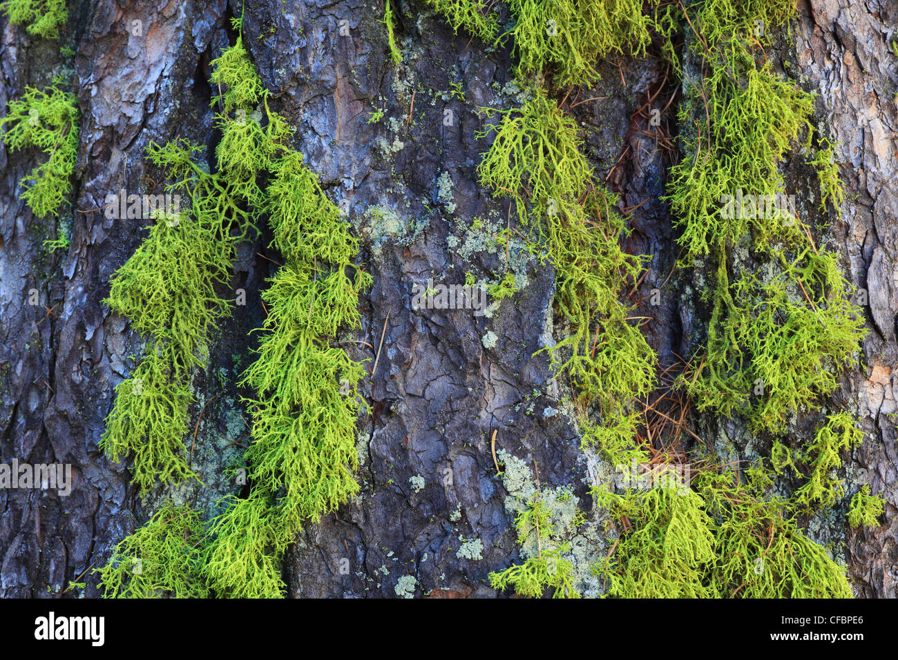 Detail, bark, trunk, Covered, bark, form, shape, forms, shapes, Larix ...