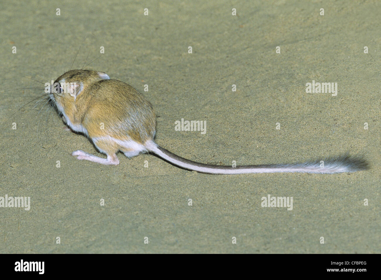 Dipodomys ordii hi-res stock photography and images - Alamy