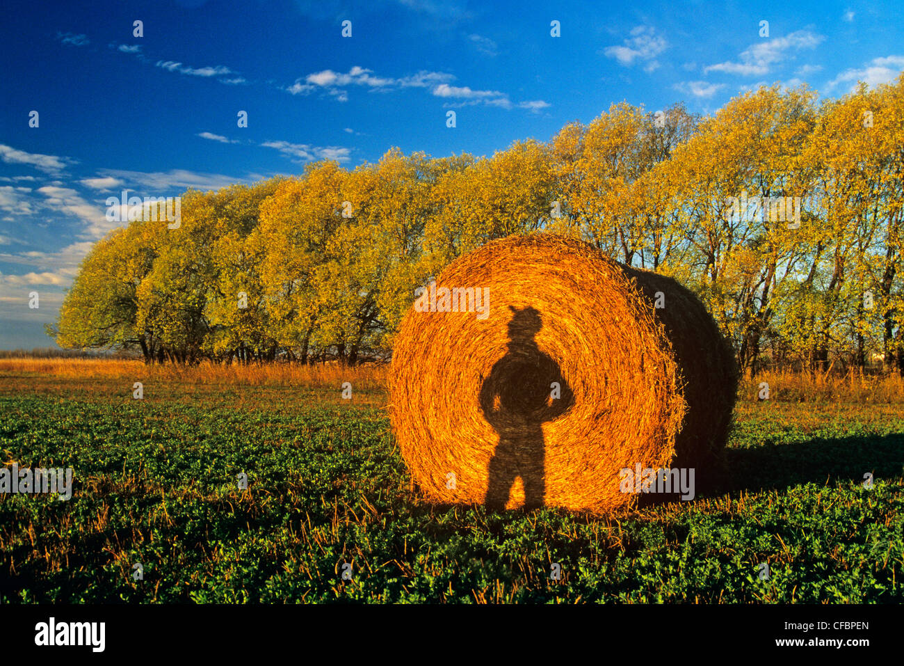 Shadow of a farmer against a bale looking out over his alfalfa field ...