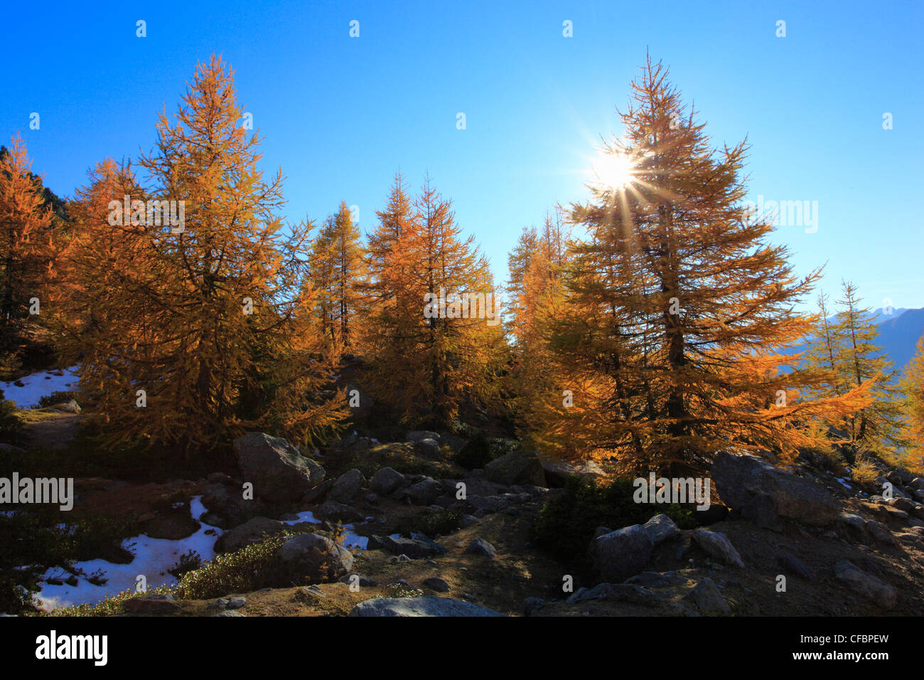 Aletsch area, field, Aletsch wood, forest, Aletsch area, cutting, part ...