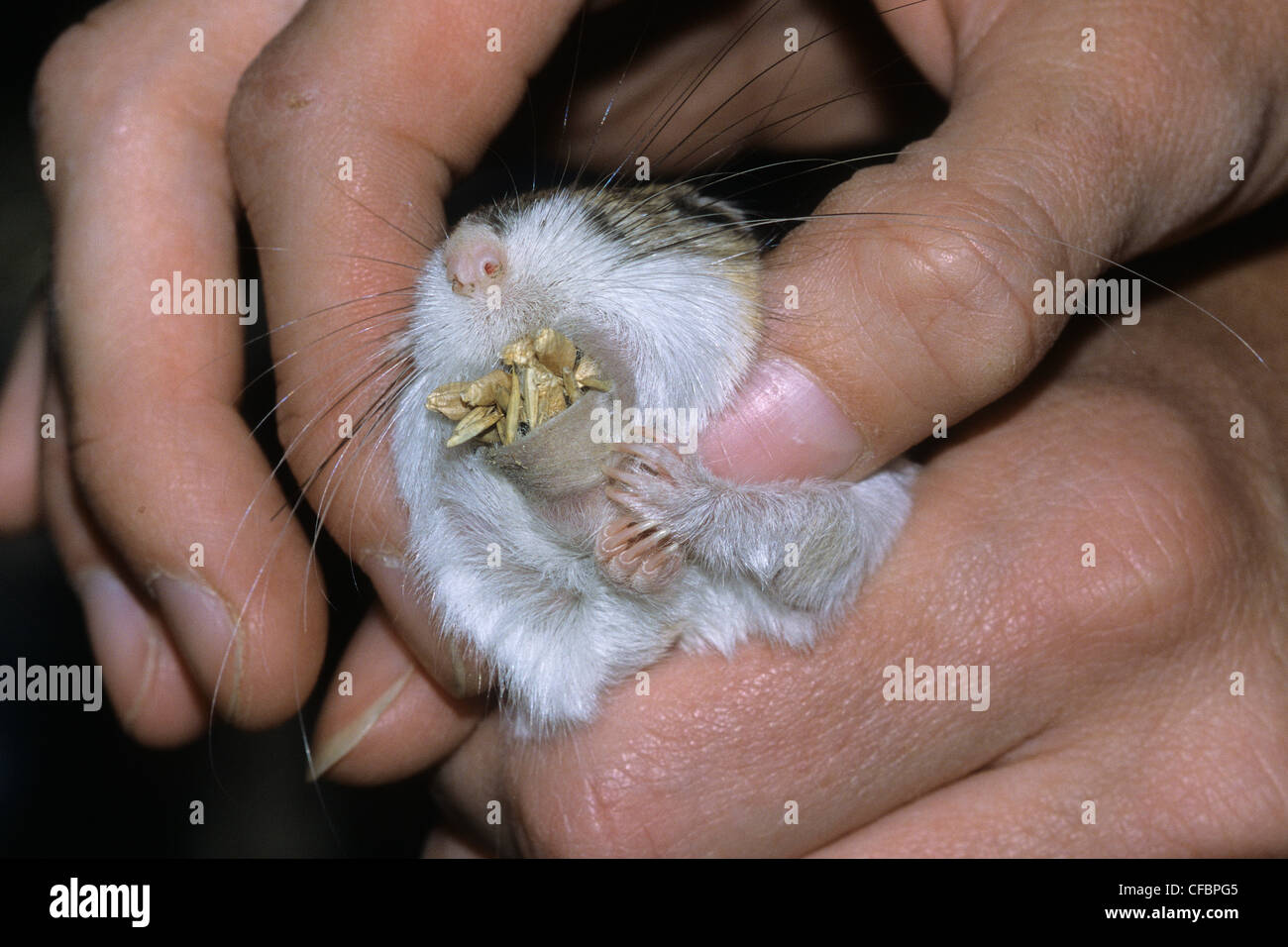 Biologist holding adult Ord's kangaroo rat Stock Photo - Alamy
