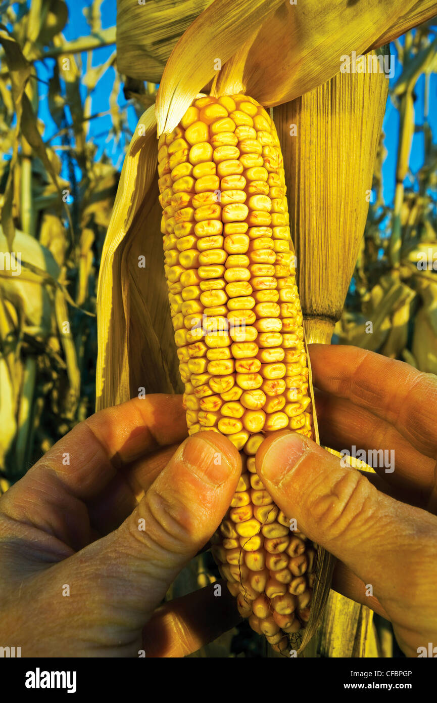 Hand holding ear of feed corn near La Salle, Manitoba, Canada Stock ...