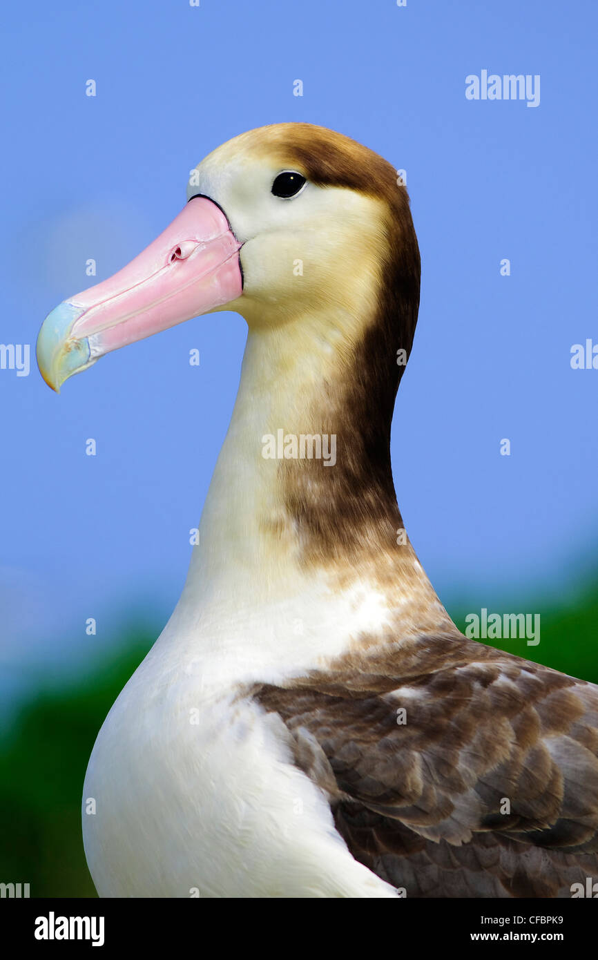 Juvenile short-tailed albatross (Diomedea albatrus), Midway Atoll ...