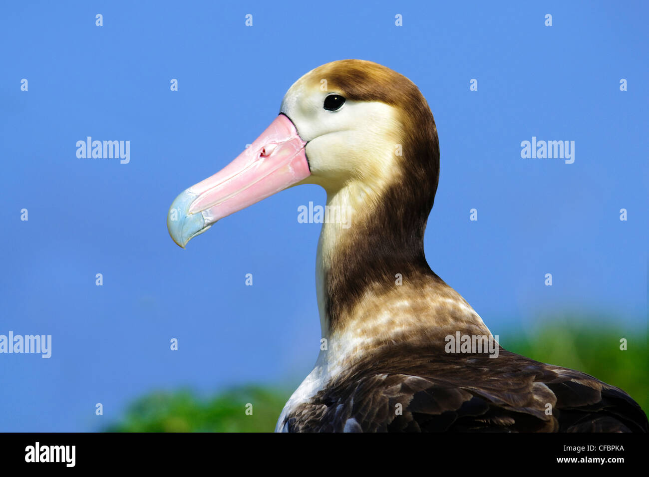 Juvenile short-tailed albatross (Diomedea albatrus), Midway Atoll ...