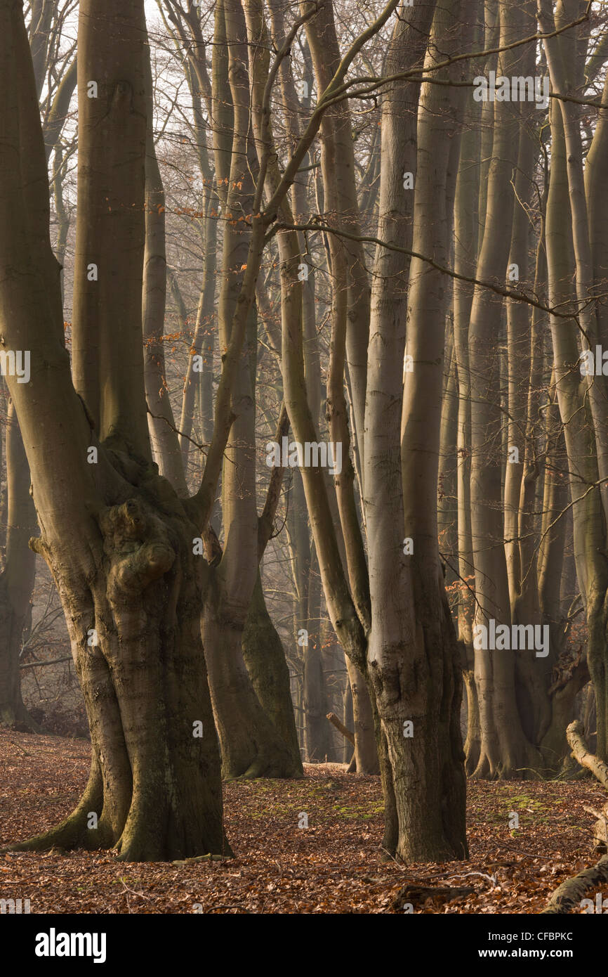 Pollard pollards pollarded pollarding hi-res stock photography and ...