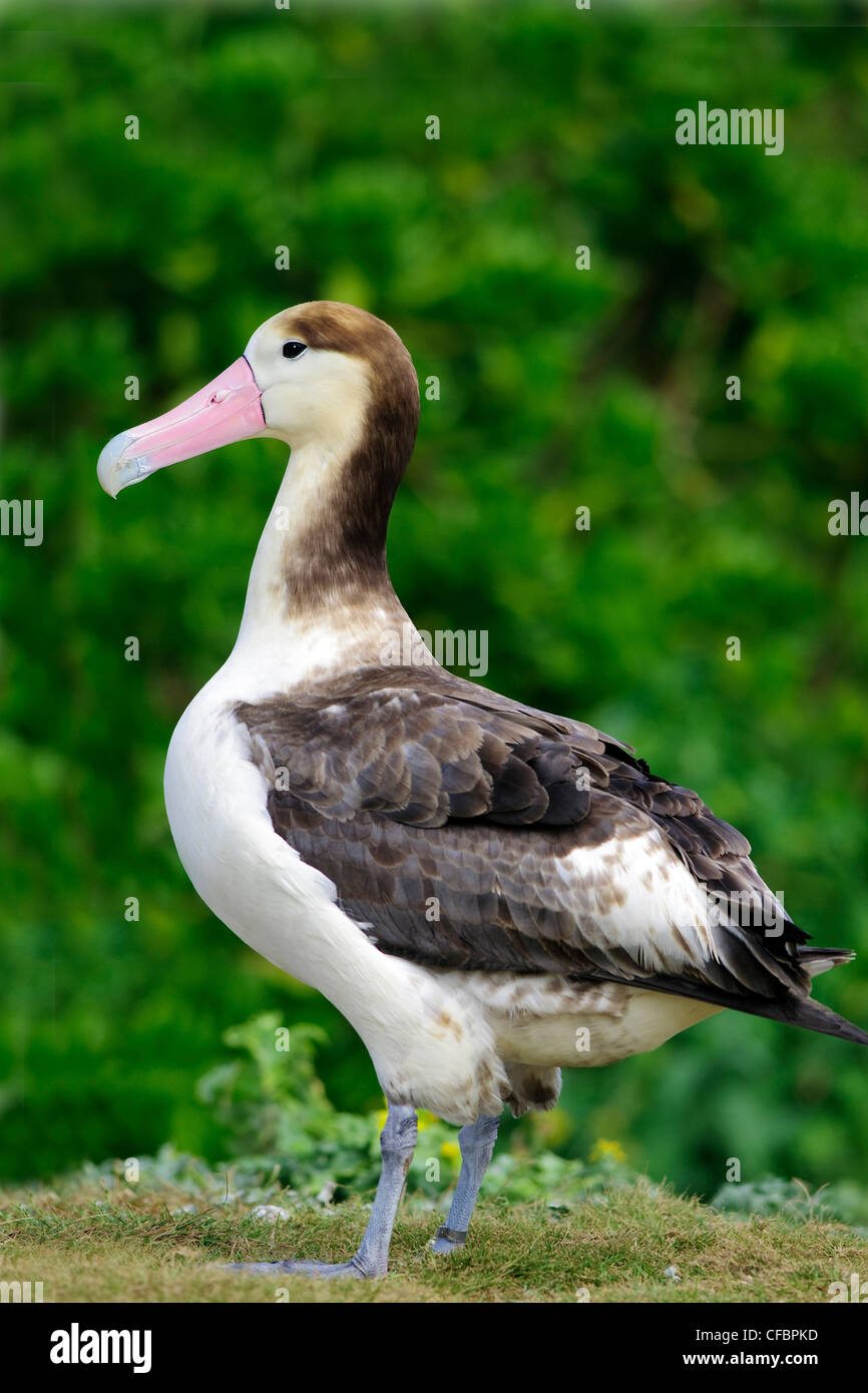 Juvenile short-tailed albatross (Diomedea albatrus), Midway Atoll ...
