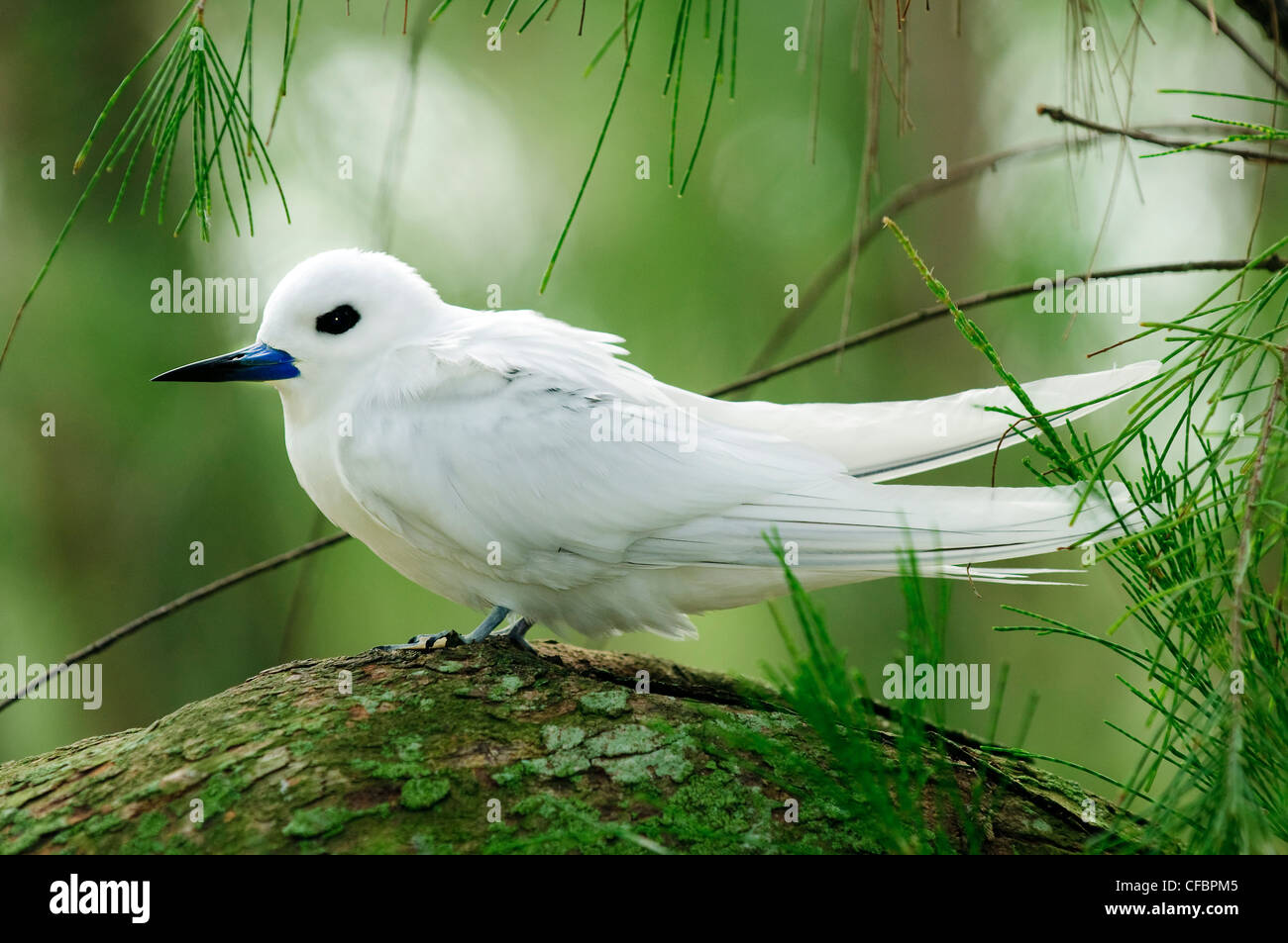 Tern island hawaii hi-res stock photography and images - Alamy