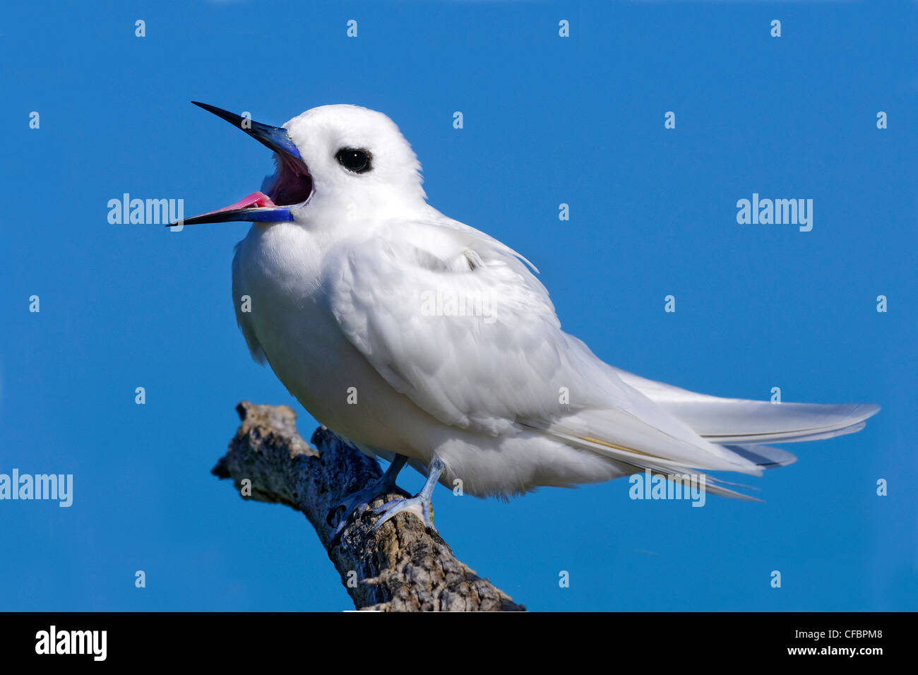 Adult white tern (Gygis alba), Midway Atoll, Hawaii Stock Photo - Alamy