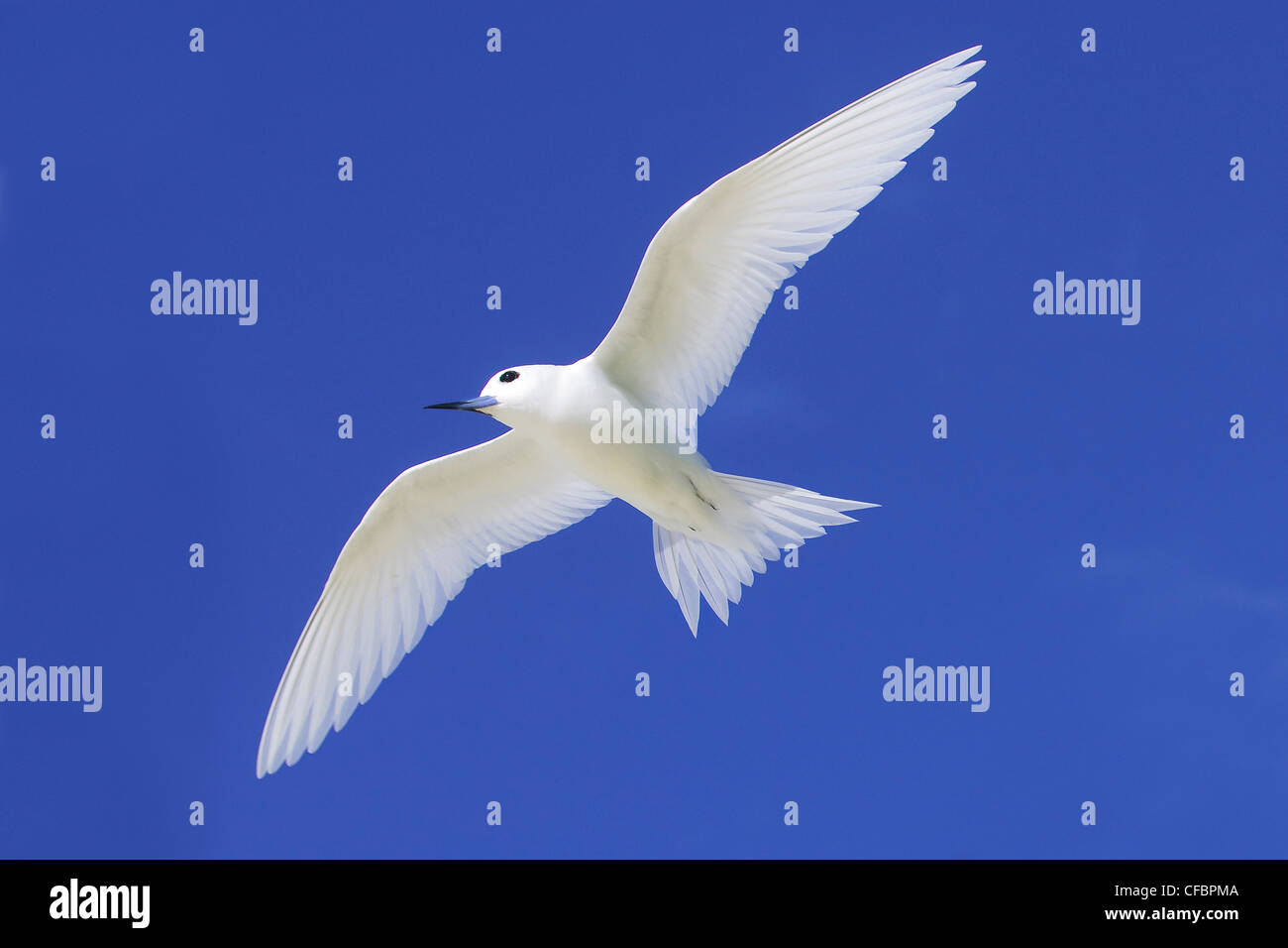 Tern island hawaii hi-res stock photography and images - Alamy