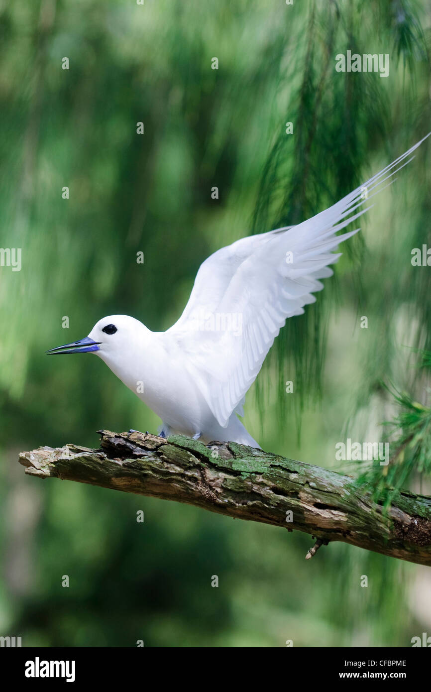 Tern island hawaii hi-res stock photography and images - Alamy