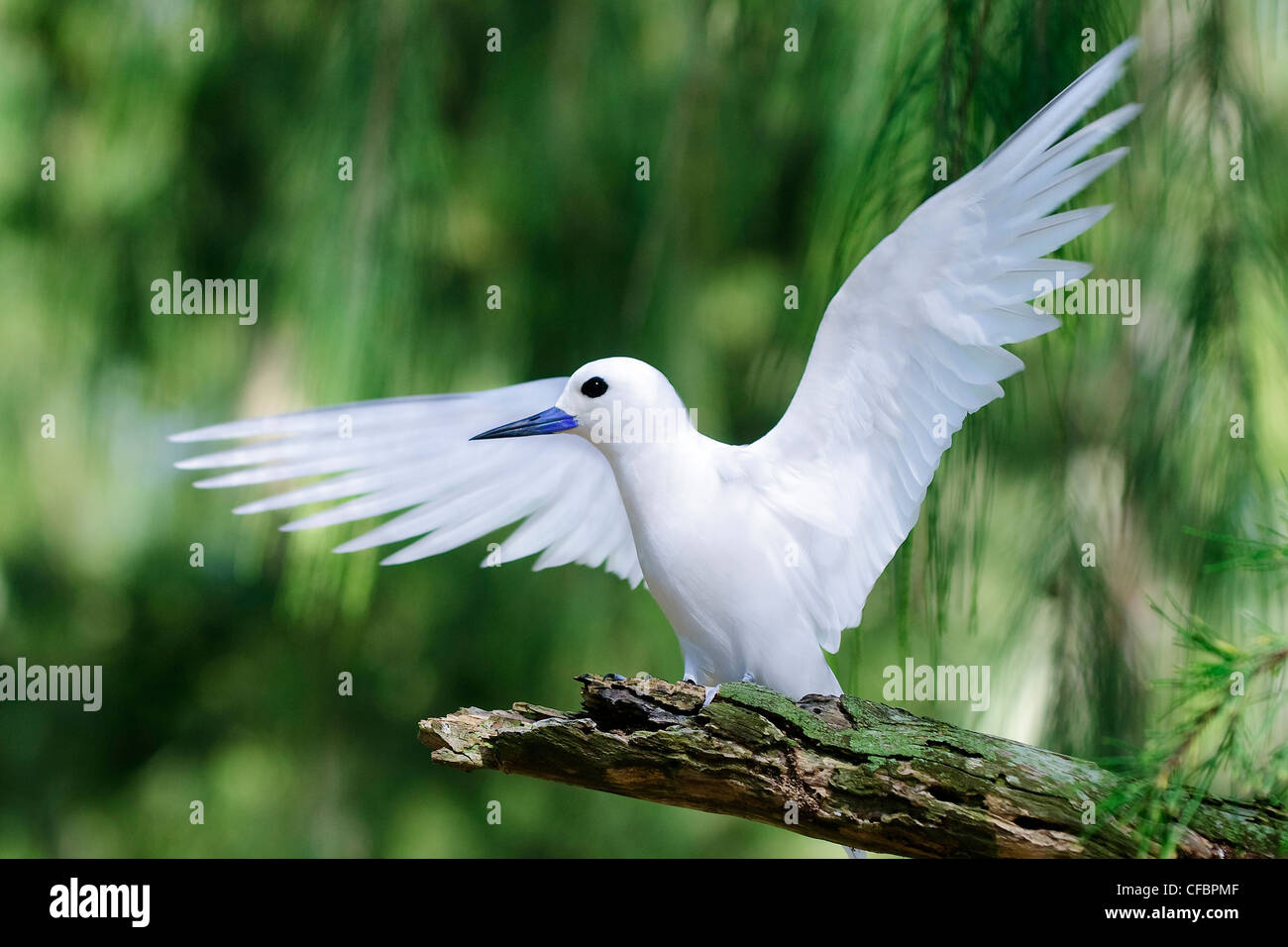 Tern island hawaii hi-res stock photography and images - Alamy