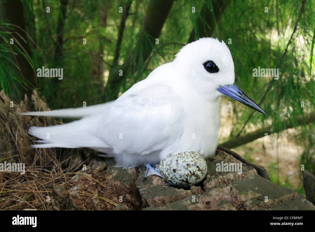 White tern gygis alba incubating egg hi-res stock photography and ...
