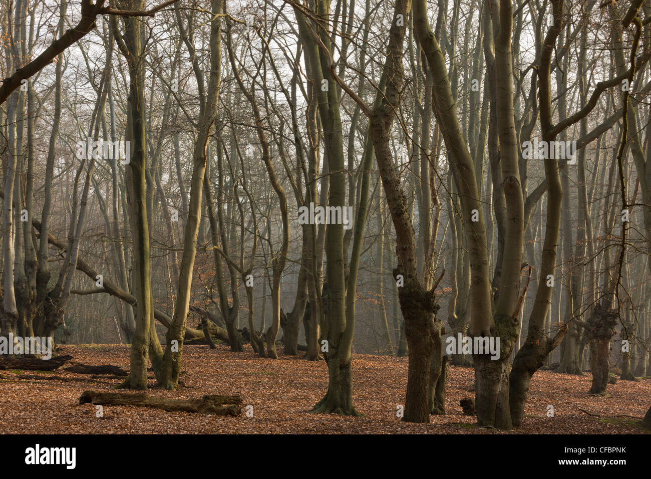 Pollarded Beech Tree High Resolution Stock Photography and Images - Alamy