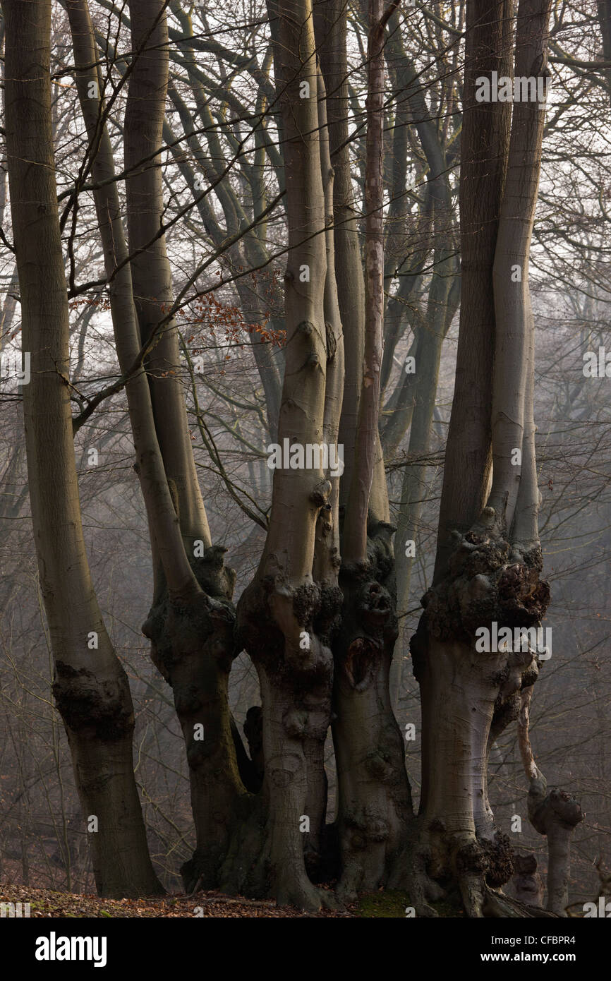 Pollard tree epping hi-res stock photography and images - Alamy
