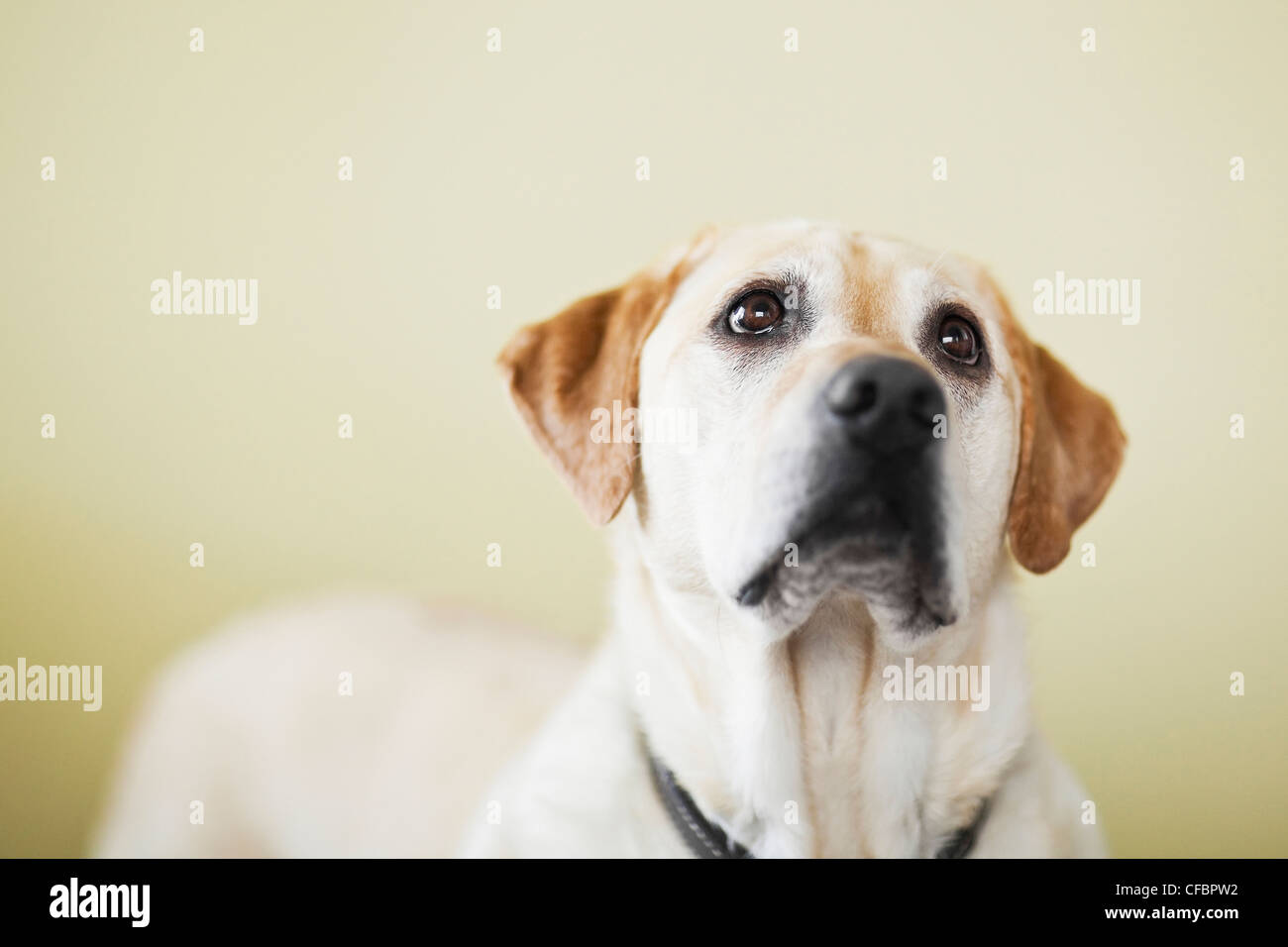 Labrador head tilted hi-res stock photography and images - Alamy