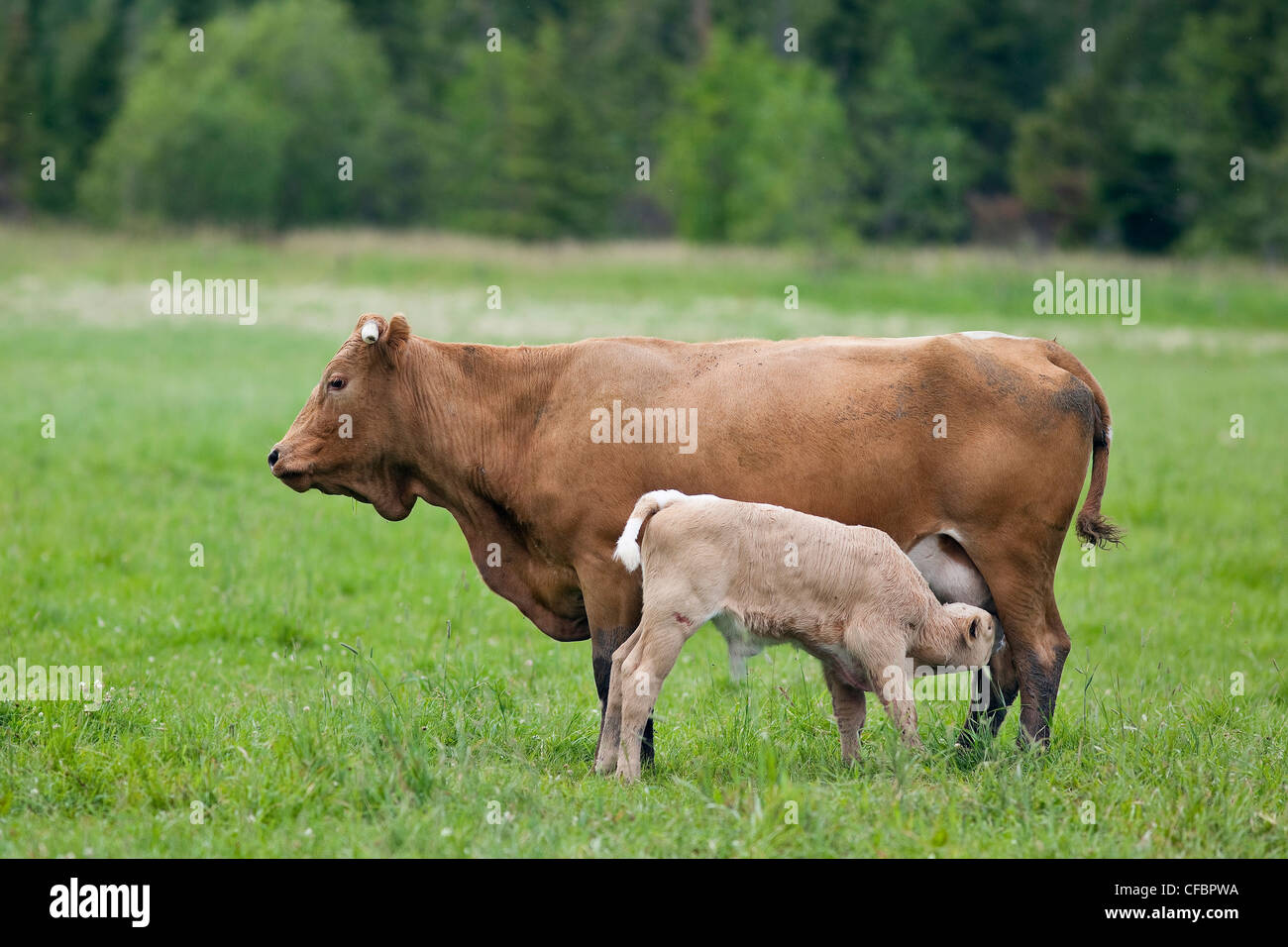 Mother calf bonding hi-res stock photography and images - Alamy