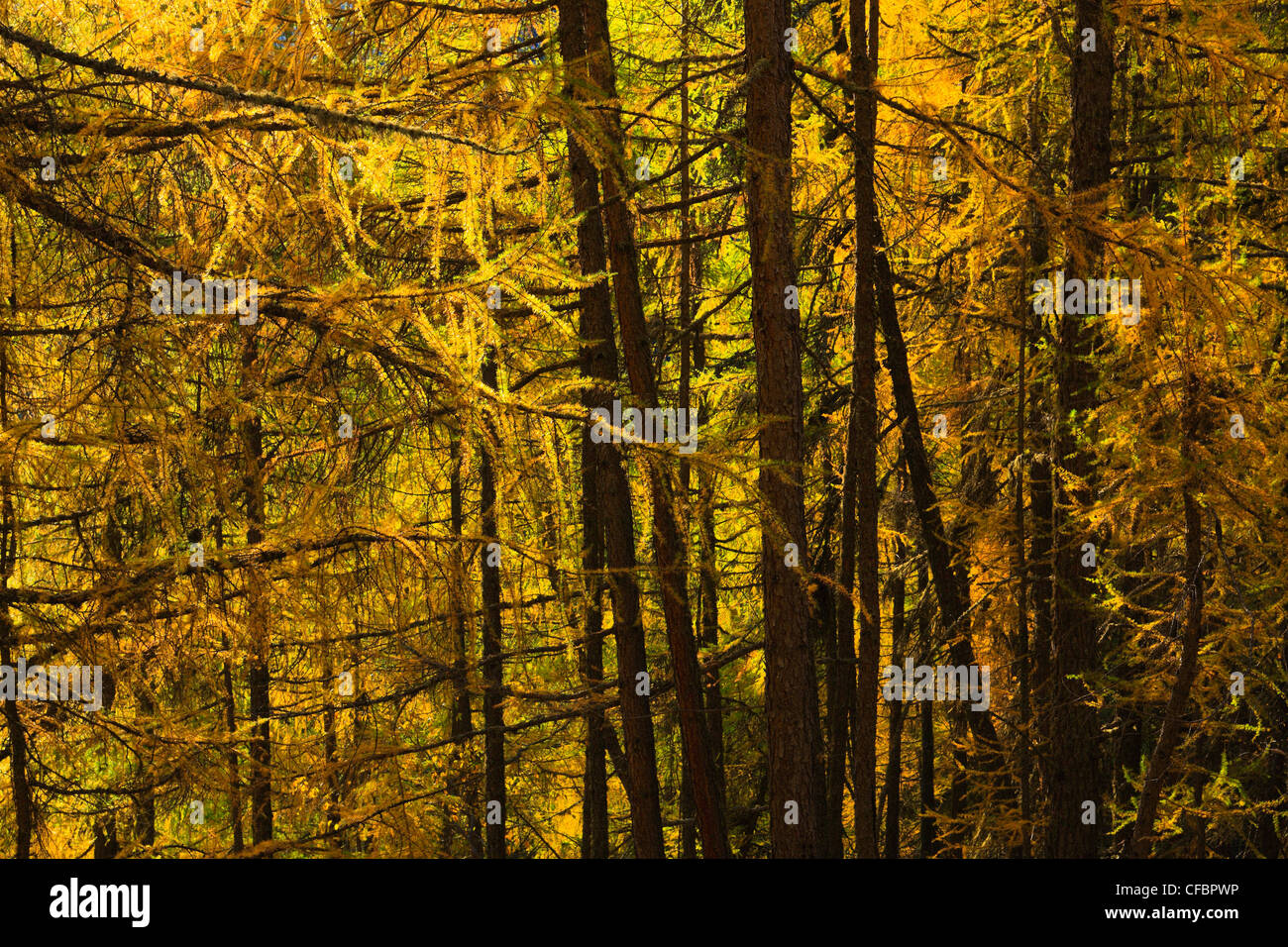 Detail, trunk, trunks, Larix decidua mill, larch, larches, larches wood ...