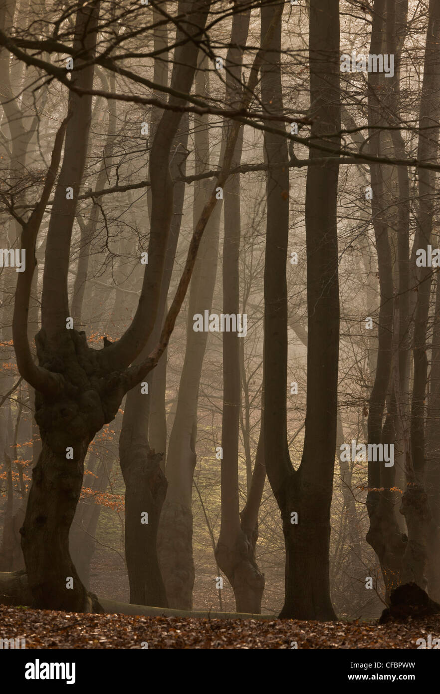 Pollard pollards pollarded pollarding hi-res stock photography and ...