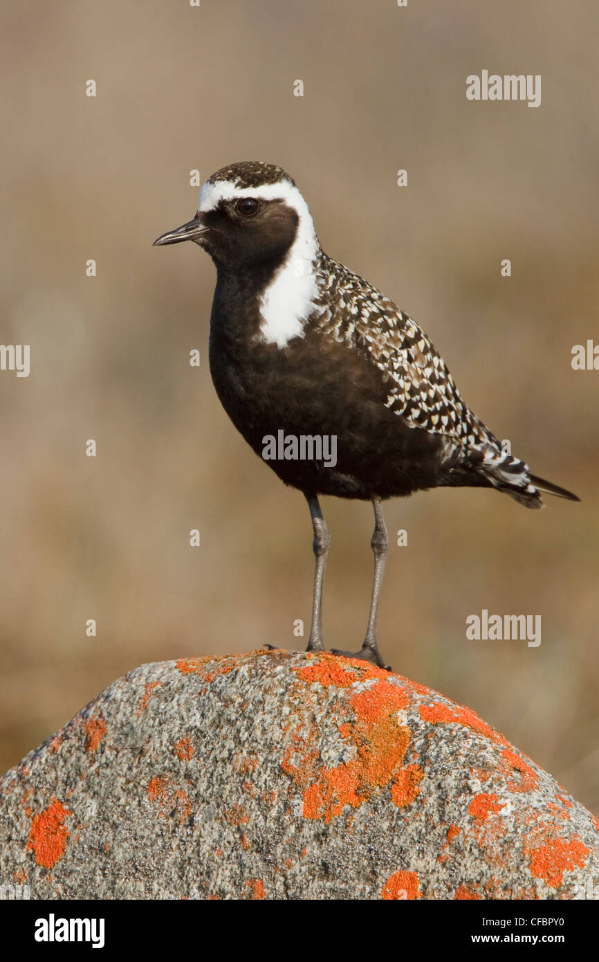 American Golden-Plover (Pluvialis dominica) on the tundra in Churchill ...