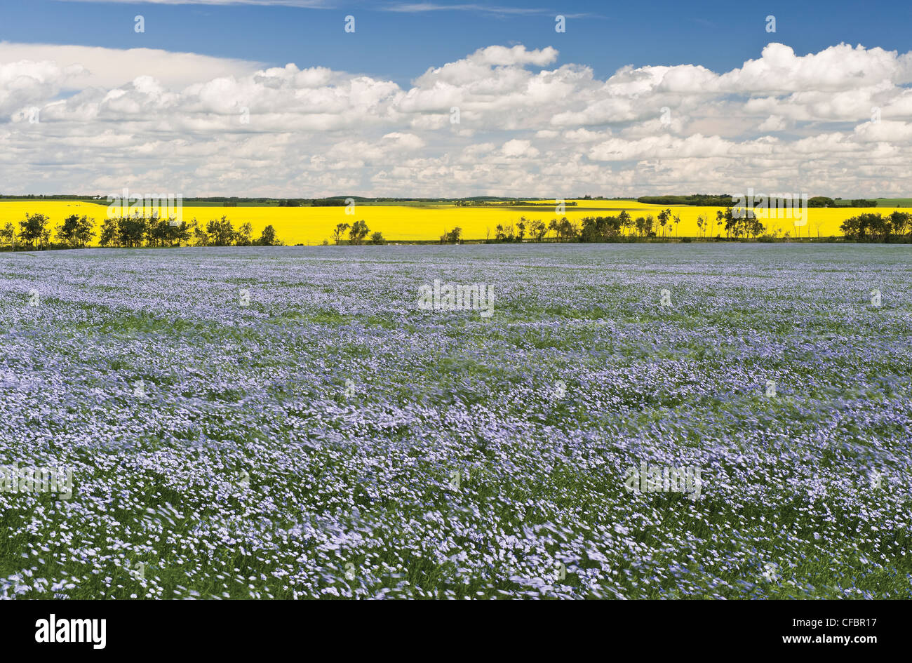 Windblown flowering flax field with canola in the background, Tiger ...