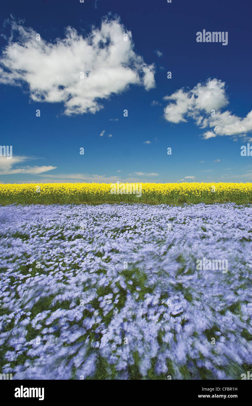 Windblown flowering flax field with canola in the background, Tiger ...
