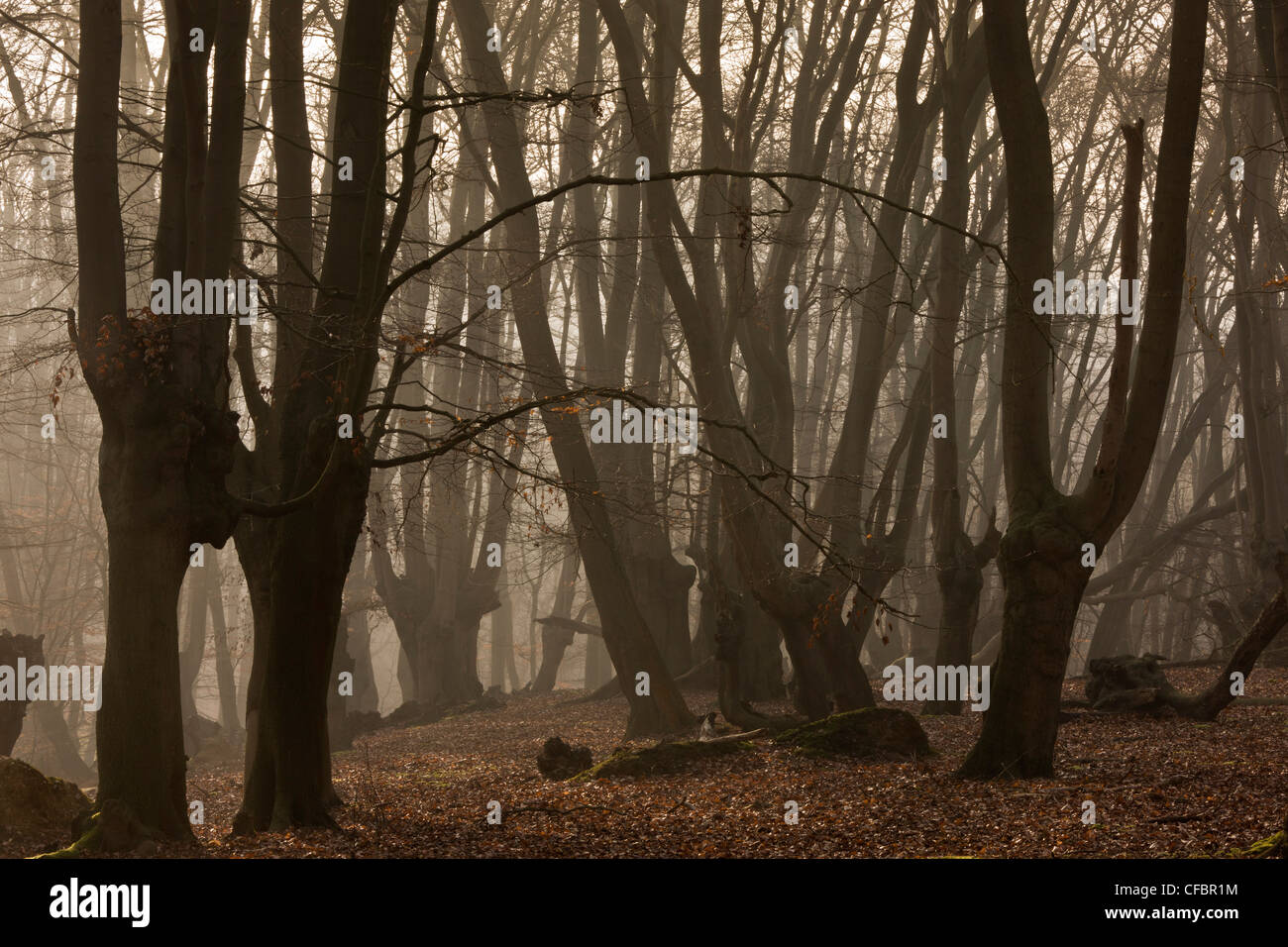 Pollard pollards pollarded pollarding hi-res stock photography and ...