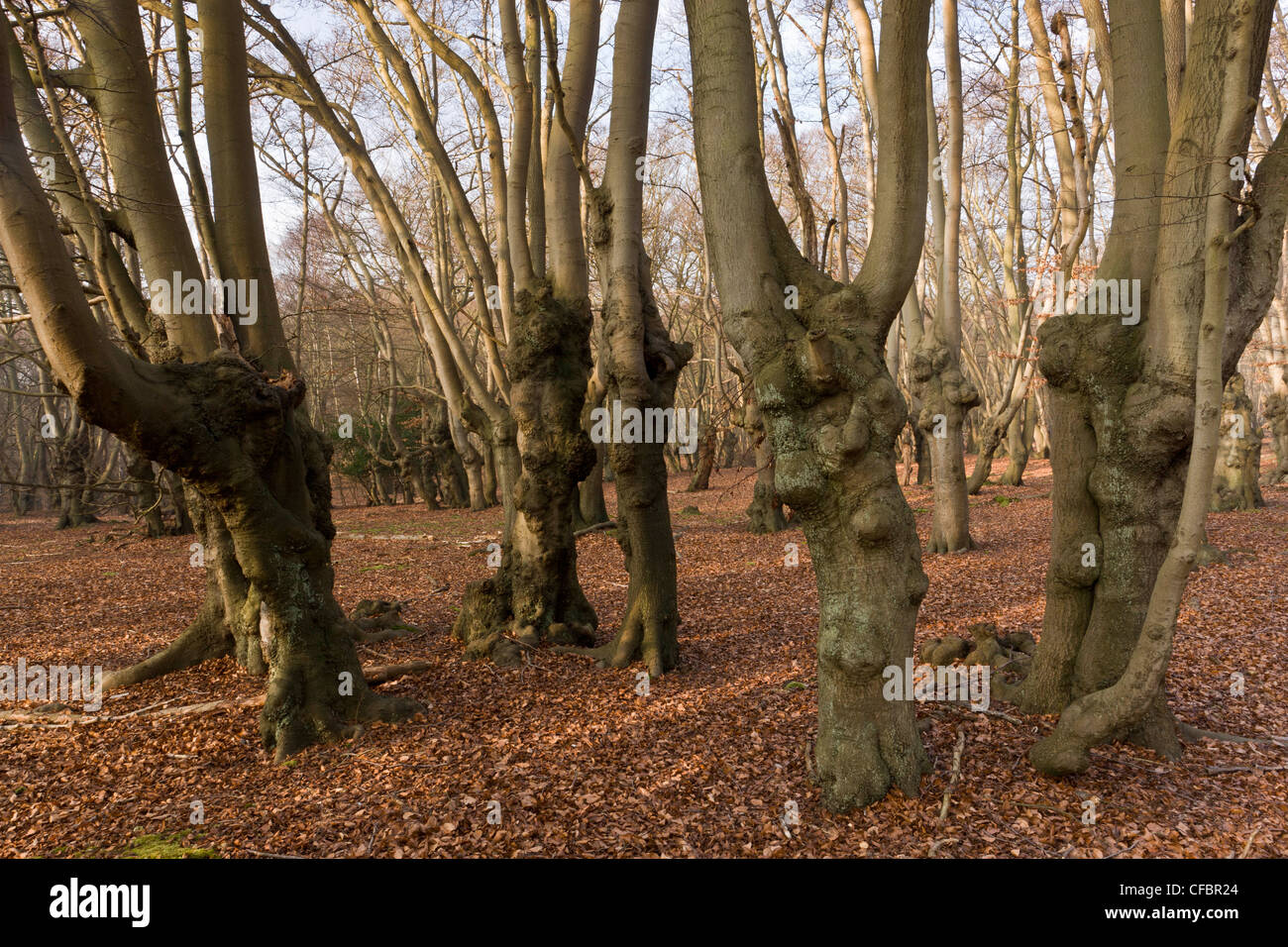 Pollarded beeches hi-res stock photography and images - Alamy