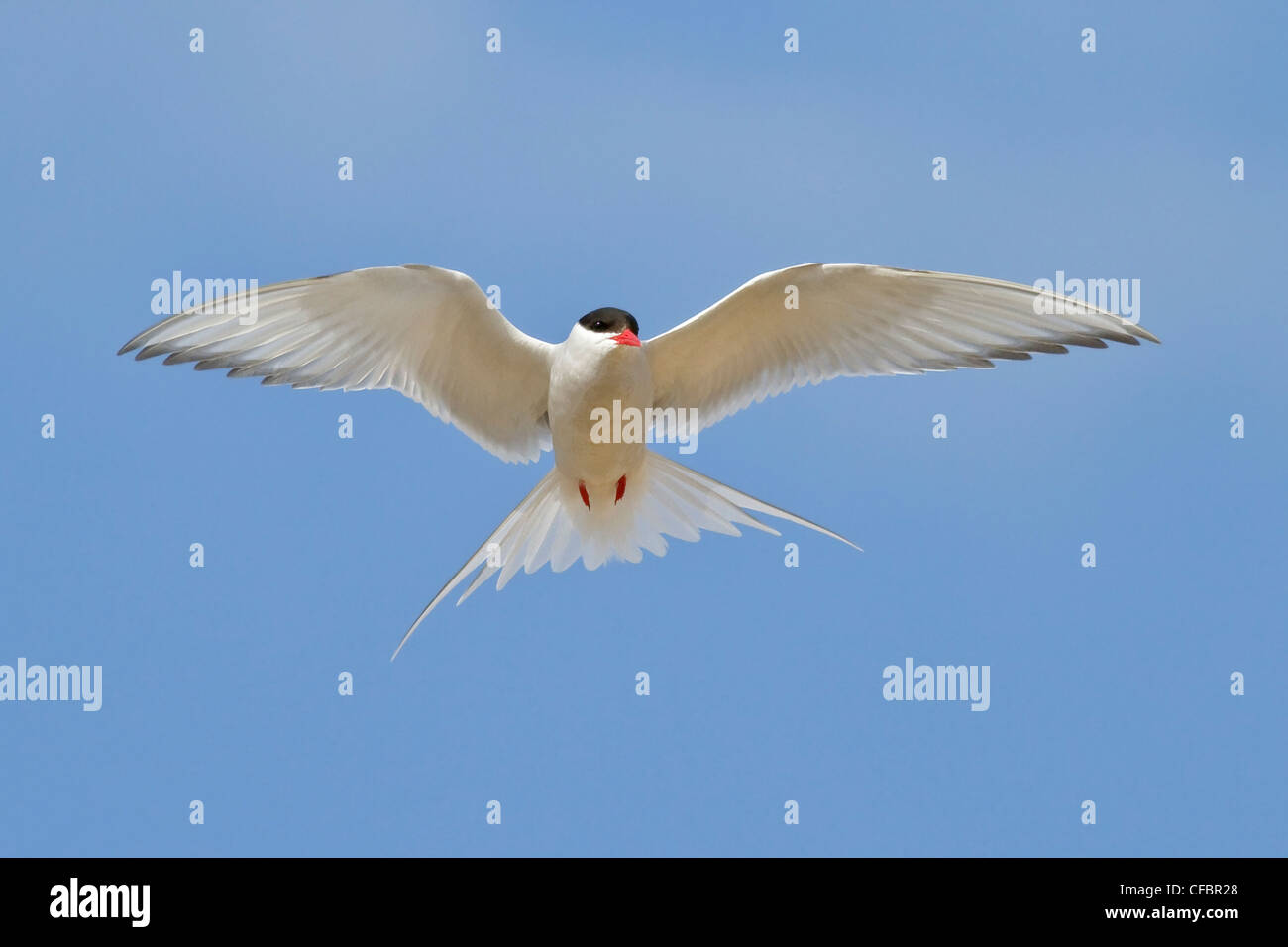 Flying tern hi-res stock photography and images - Alamy