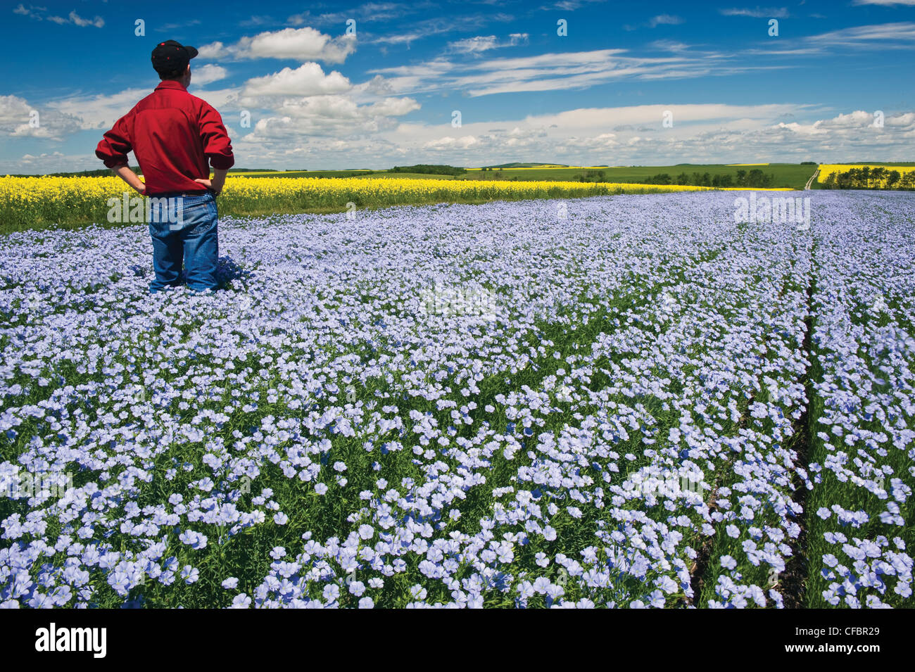 Farmer looks out over flowering flax field with canola in the ...