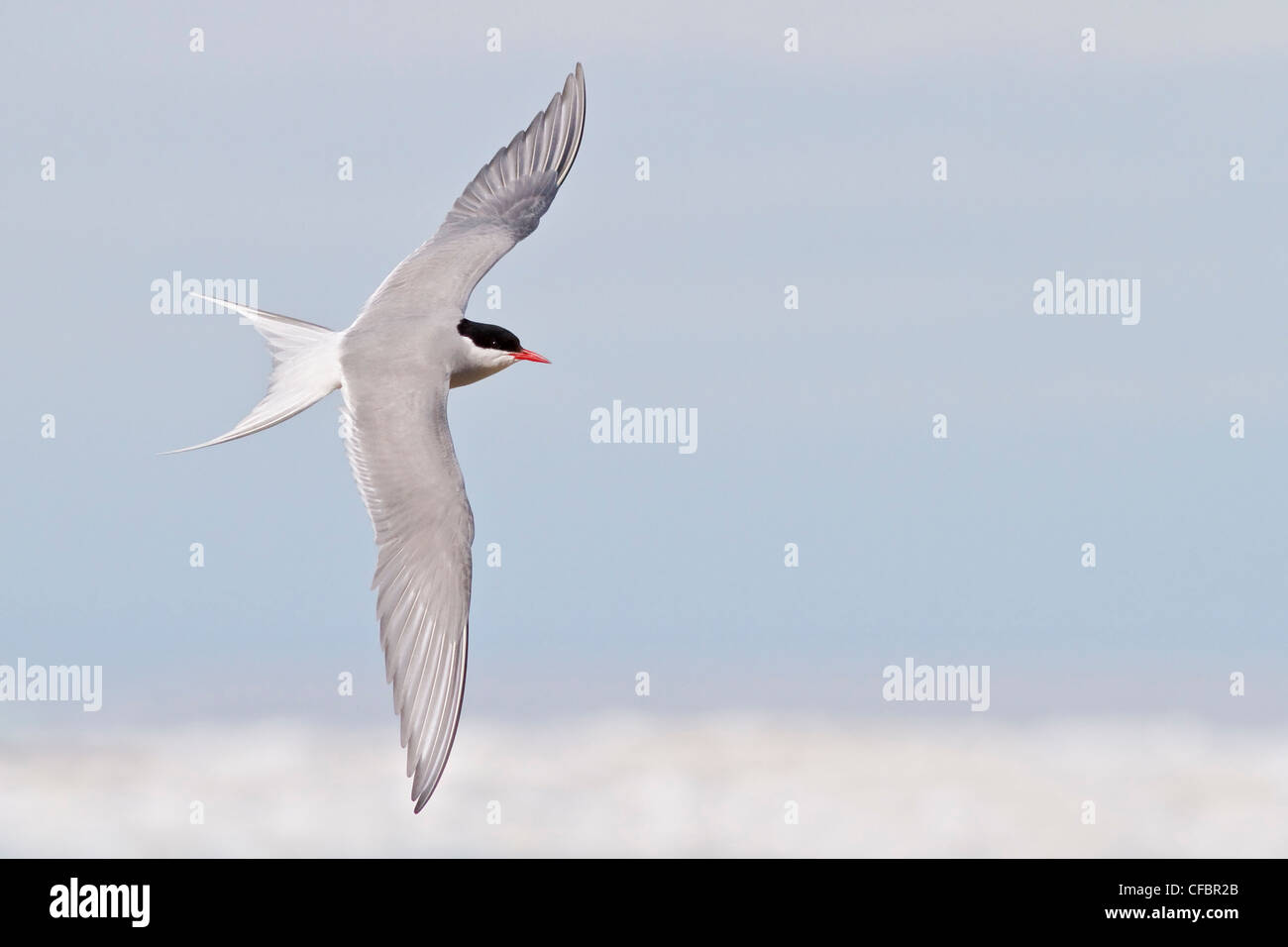 Flying tern hi-res stock photography and images - Alamy