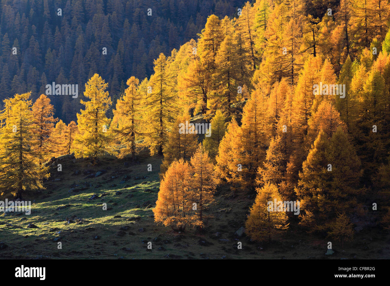 autumn, colors, larch, larches, larch wood, Lötschental, sunshine ...
