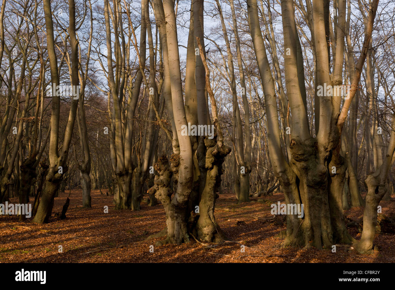 Pollarded Beech Tree High Resolution Stock Photography and Images - Alamy