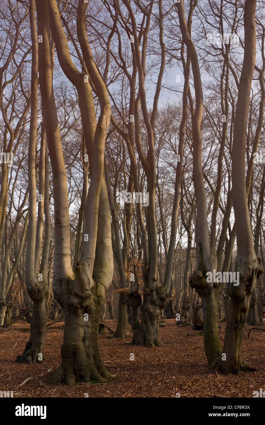 Ancient Beech pollards in Great Monk Wood, Epping Forest. London Stock ...