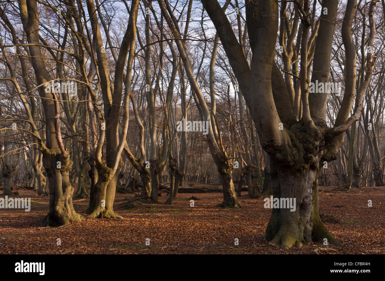 Pollard pollards pollarded pollarding hi-res stock photography and ...