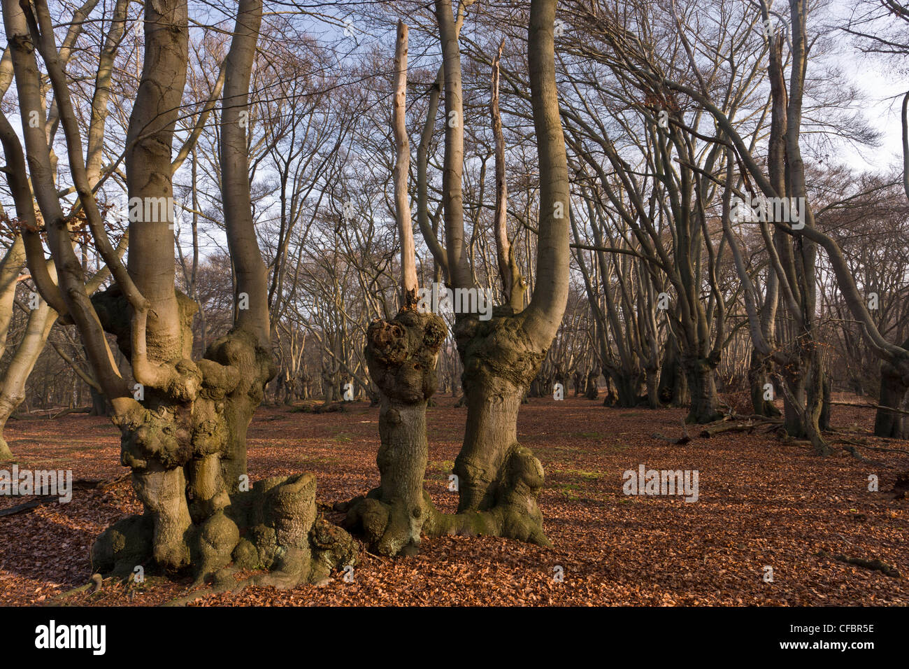 Pollard epping forest hi-res stock photography and images - Alamy