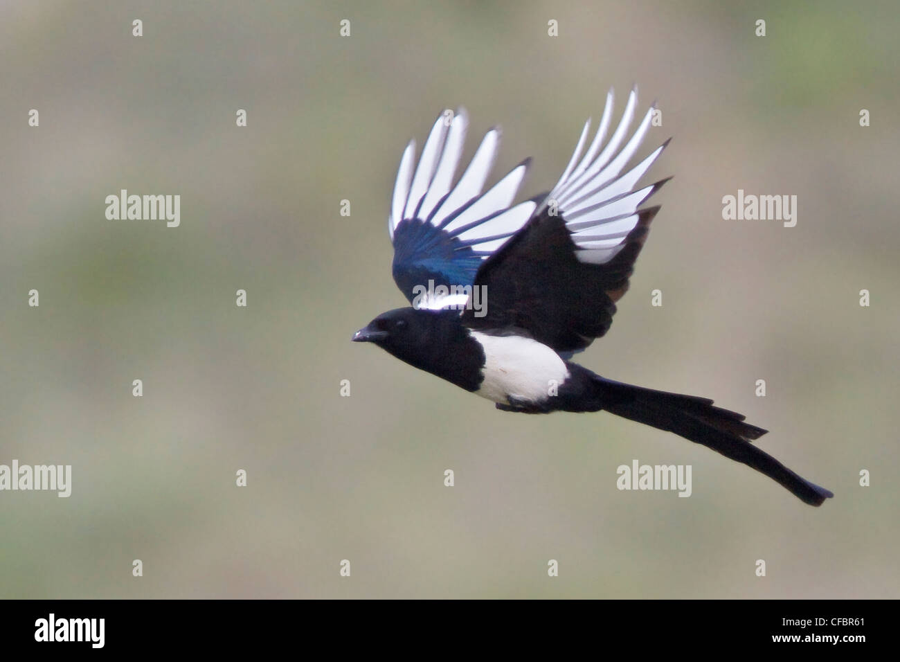 Black Billed Magpie Flying