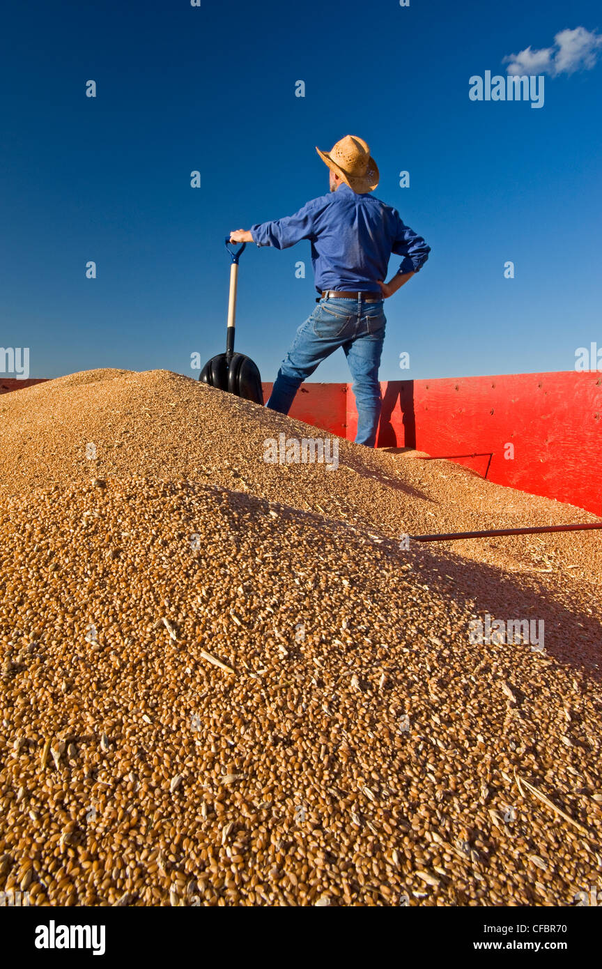 A farmer with a shovel stands in a grain wagon loaded with spring wheat ...