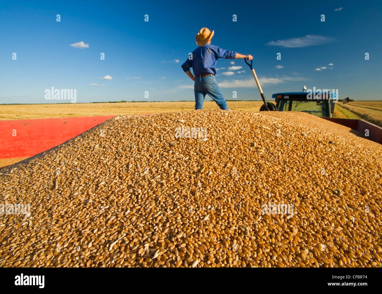 A farmer with a shovel stands in a grain wagon loaded with spring wheat ...