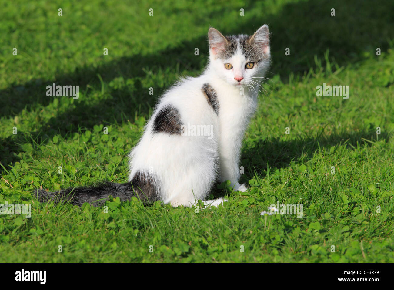 young, garden, cat, pet, animal, play, outdoors, outside, catch Stock ...