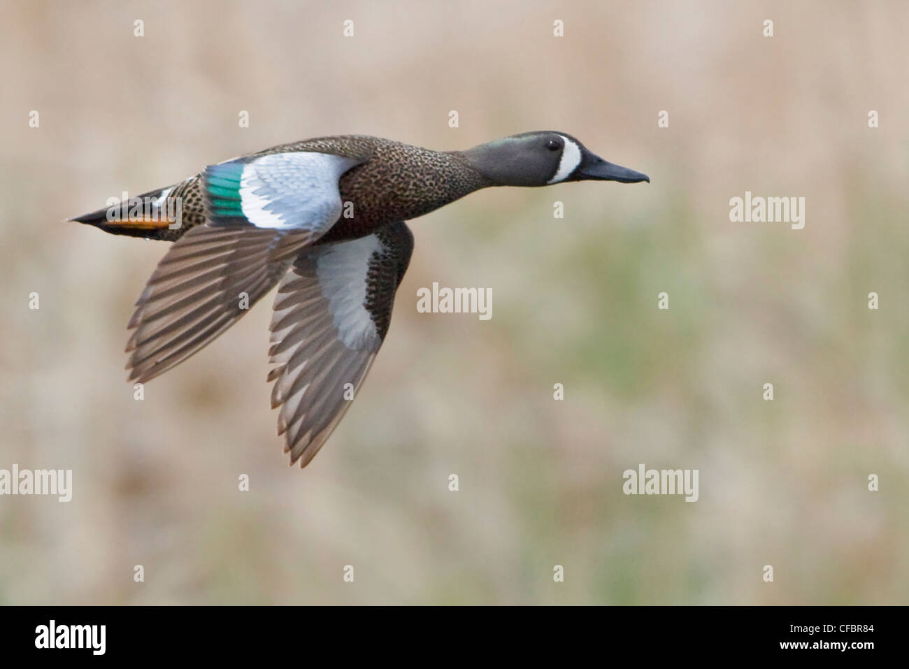 Blue winged teal flying hi-res stock photography and images - Alamy